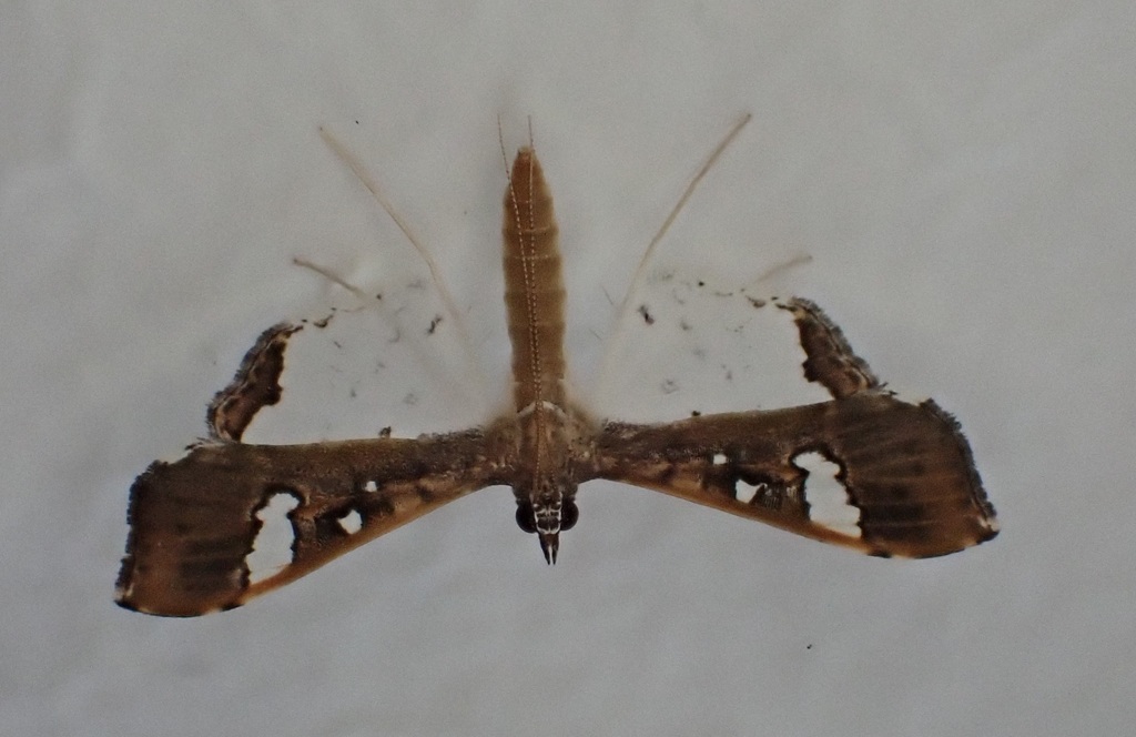 Maruca vitrata desde Palos Blancos, Corozal 00783, Puerto Rico el 27 de ...