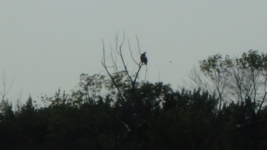 Turkey Vulture from Suamico, WI, USA on July 2, 2021 at 05:11 PM by ...