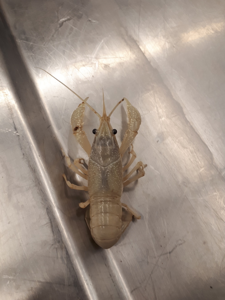 Red Swamp Crayfish in July 2021 by Philip Sargent · iNaturalist