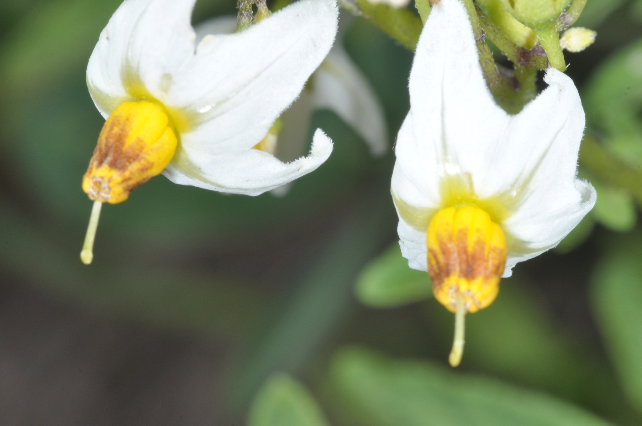 Solanum chacoense Bitter