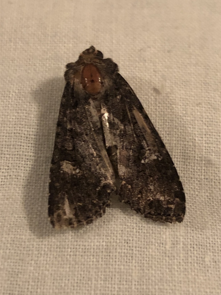 Cabbage Moth from The Green, Bury St. Edmunds, England, GB on January ...