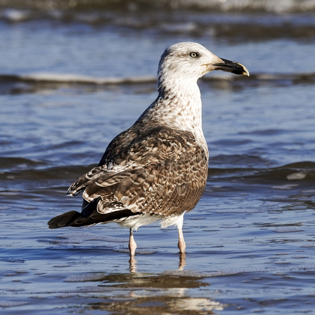 Large White-headed Gulls from Galveston County, TX, USA on January 05 ...