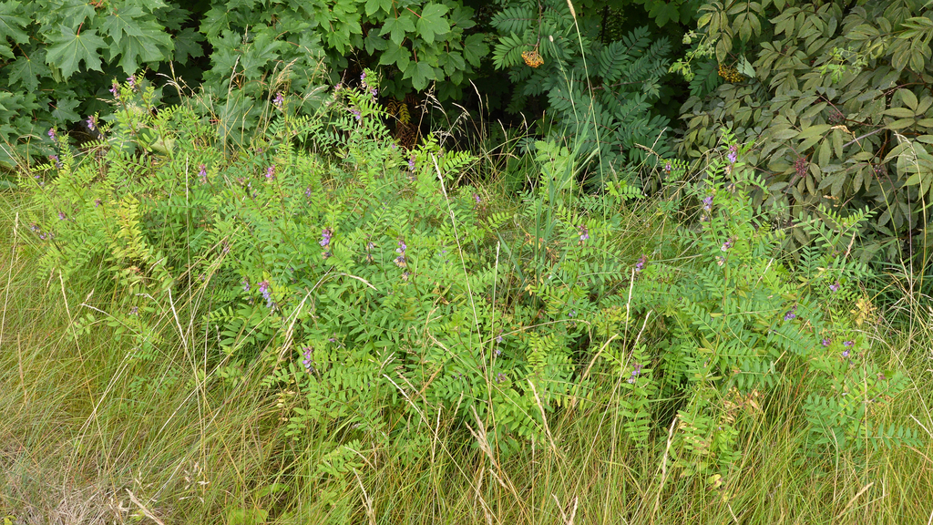Bush Vetch from Odda, Norway on July 28, 2021 at 02:12 PM by Ryan ...
