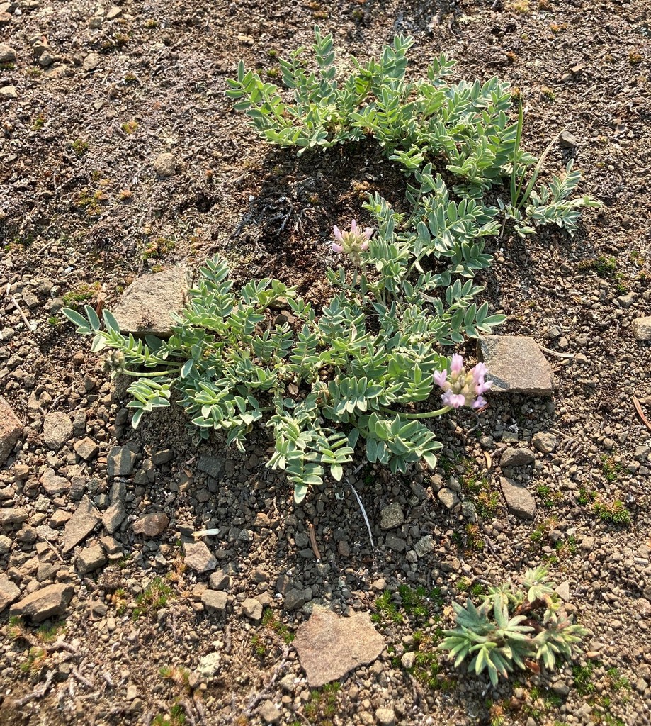 Prairie Milkvetch from Kananaskis, AB T0L, Canada on July 14, 2021 at ...