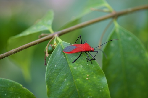 Genus Dasynus · iNaturalist