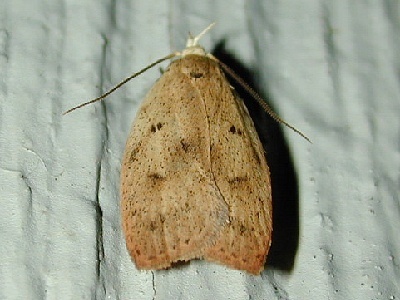 Gold-striped Leaftier Moth from Bedford Audubon Society, Katonah, NY ...