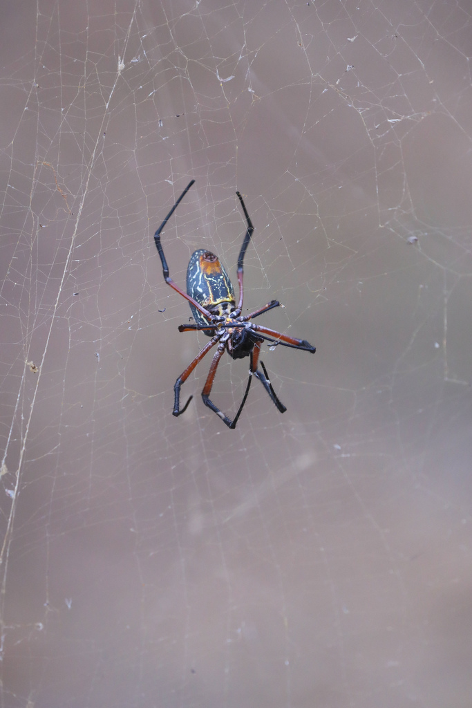 Red-legged Golden Orb-web Spider from Dhofar, Oman on November 25, 2021 ...