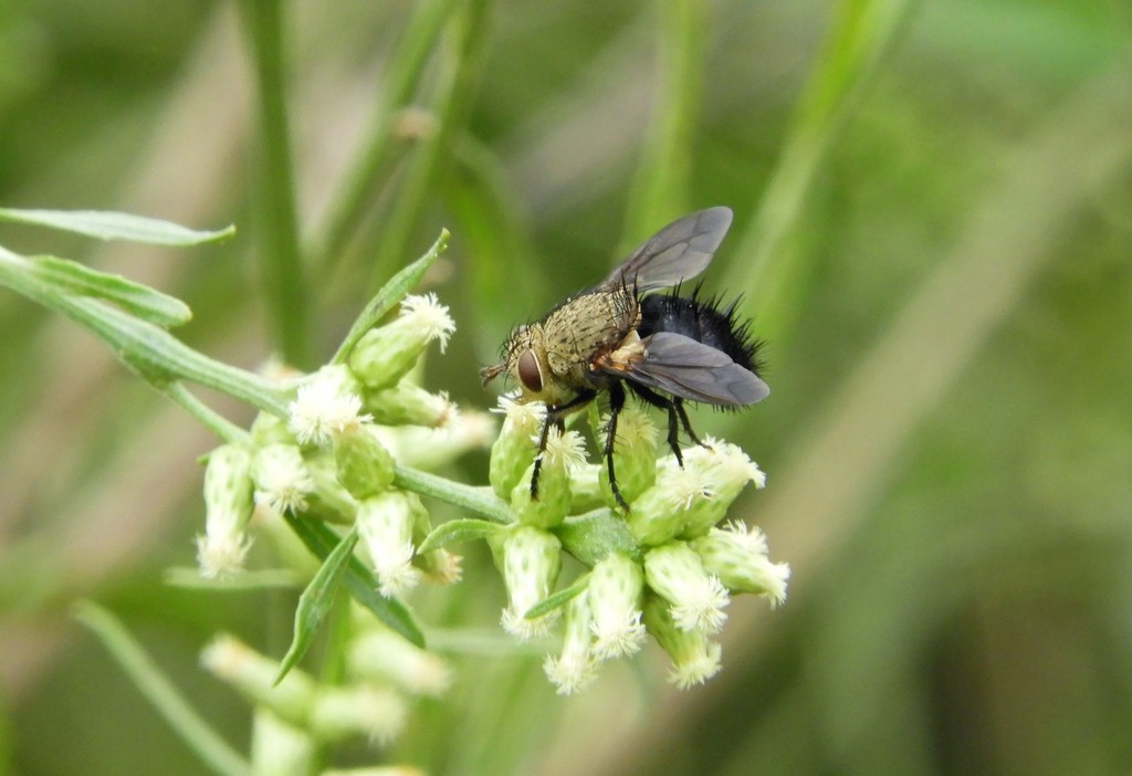 Archytas from 37000 Melo, Departamento de Cerro Largo, Uruguay on April ...