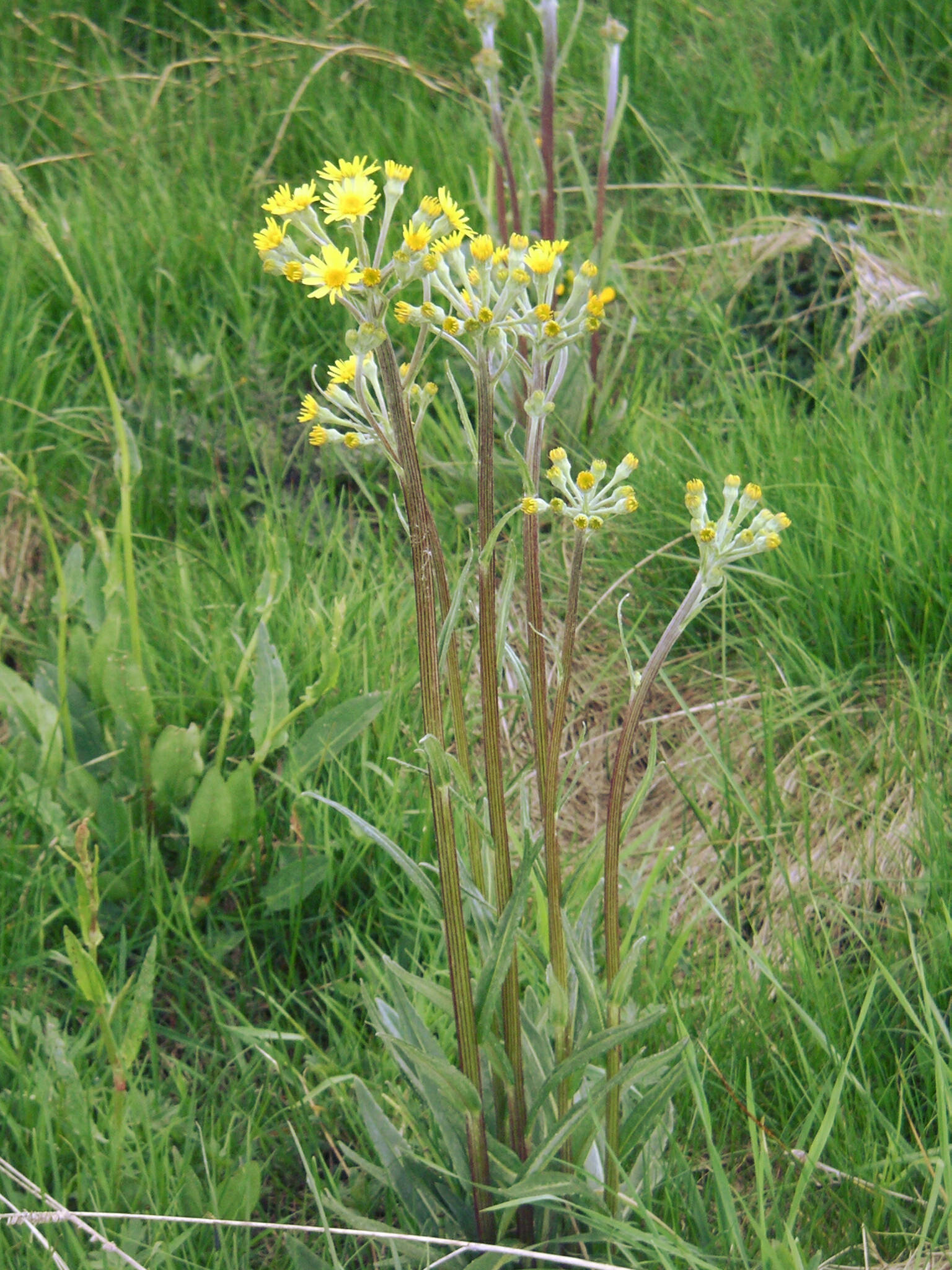 Tephroseris helenitis subsp. helenitis