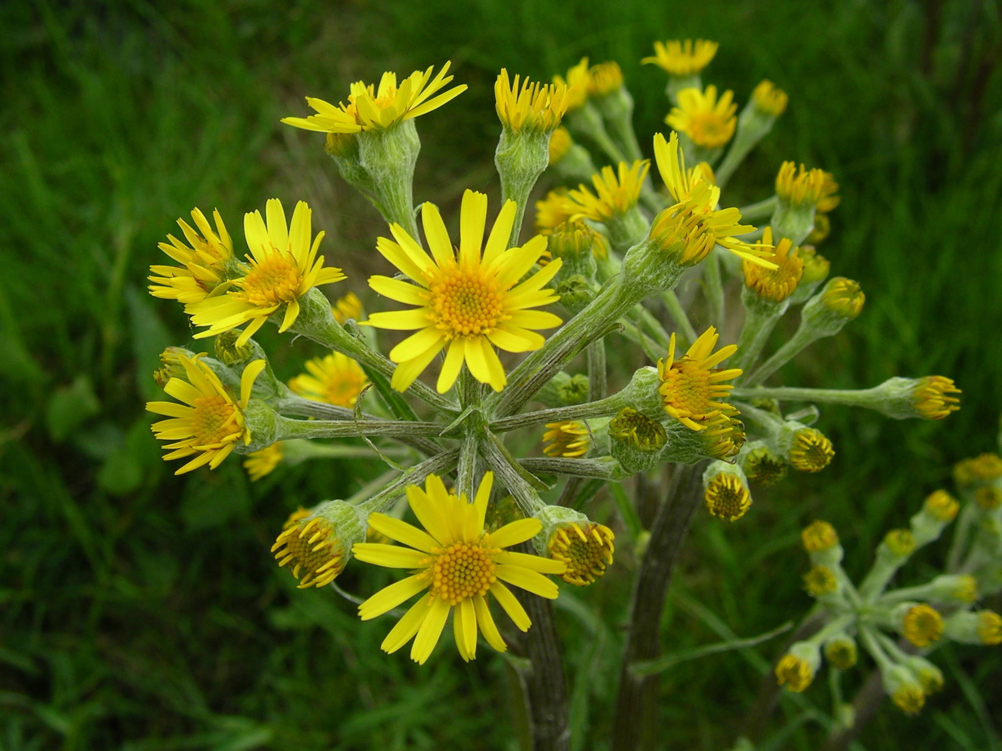 Tephroseris helenitis subsp. helenitis
