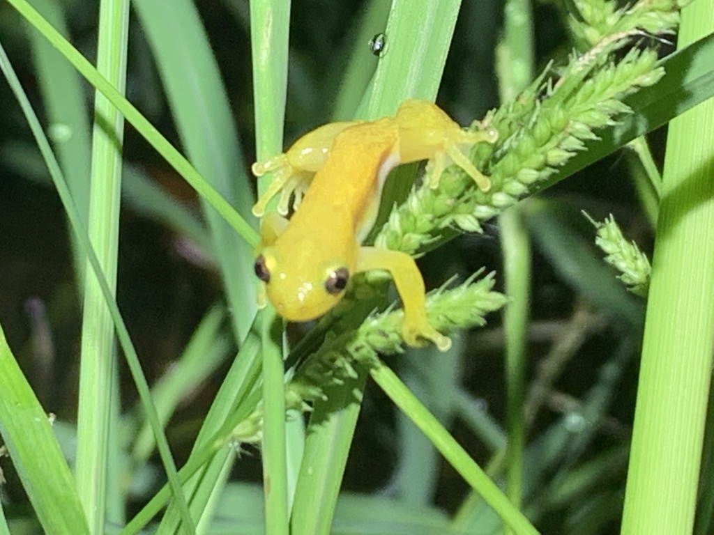 Golden Dwarf Reed Frog from Kruger National Park, Skukuza, MP, ZA on ...