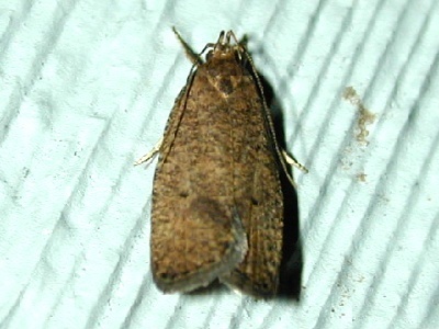 Dotted Leaftier Moth from Bedford Audubon Society, Katonah, NY, USA on ...