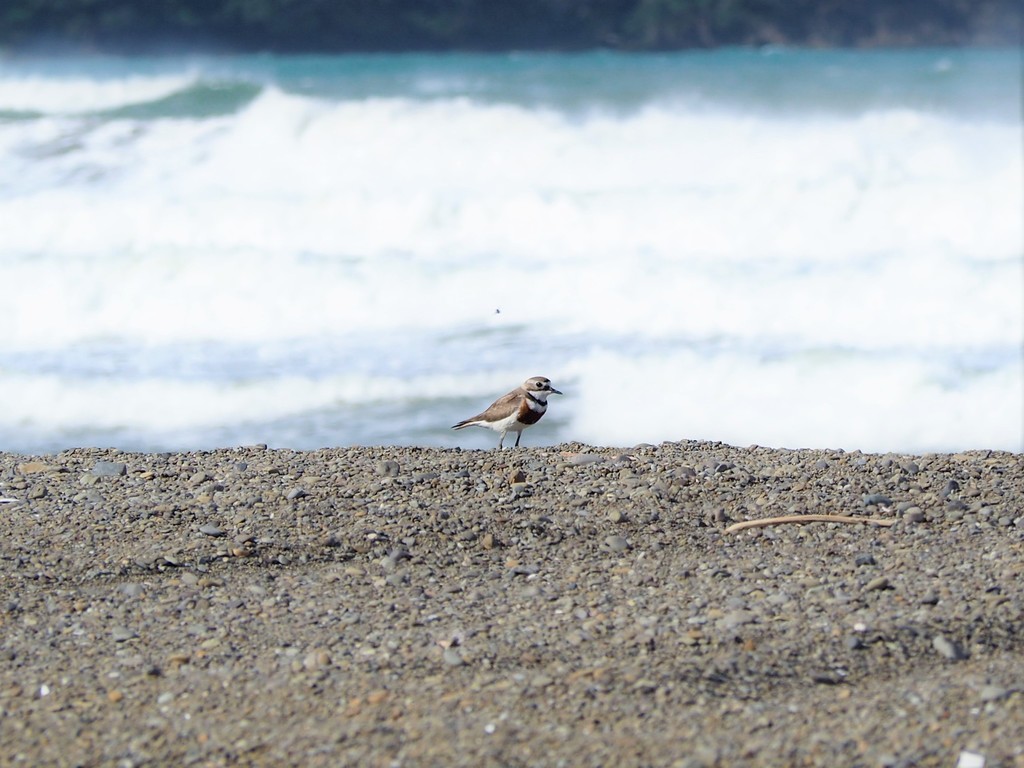 New Zealand Double-banded Plover in January 2022 by Jared_A · iNaturalist