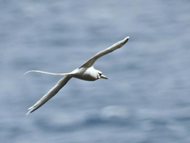 Koa‘e kea (Birds of Hawaii Volcanoes National Park) · iNaturalist