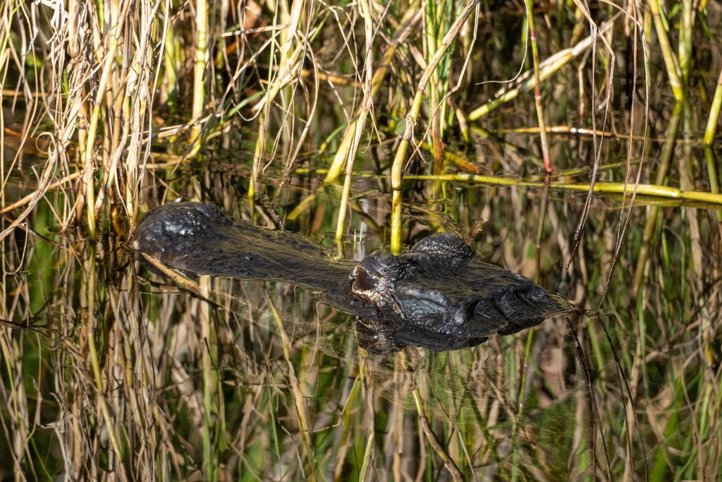 American Alligator from Miami-Dade County, FL, USA on December 23, 2021 ...