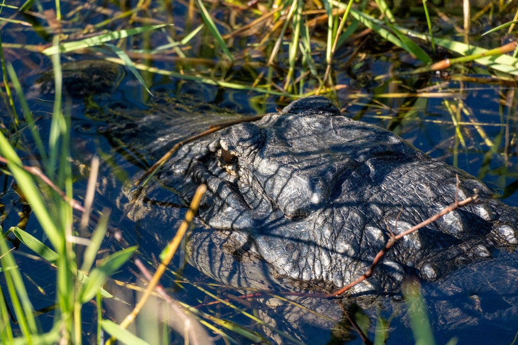 American Alligator from Miami-Dade County, FL, USA on December 23, 2021 ...