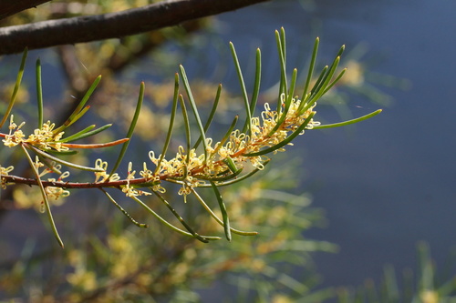 Yellow Hakea (Hakea nodosa) · iNaturalist