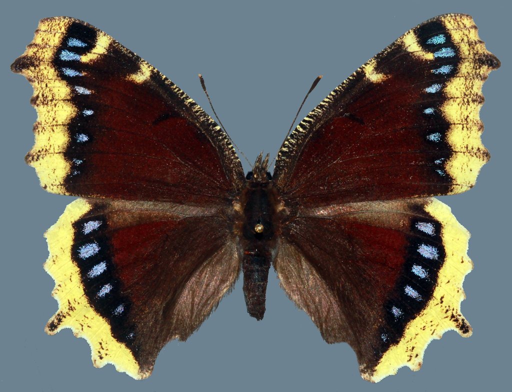 Mourning Cloak from Provo River Parkway, Provo, Utah Co, UT on October ...
