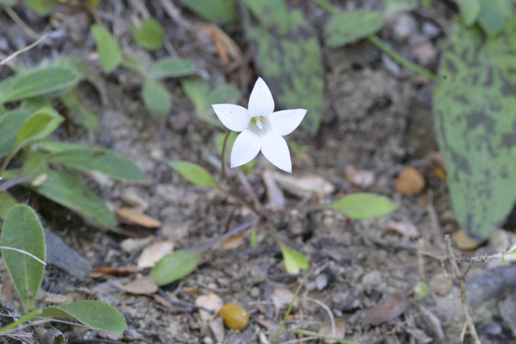 New Zealand Harebell from Hurunui, NZ-CA, NZ on December 25, 2021 at 01 ...