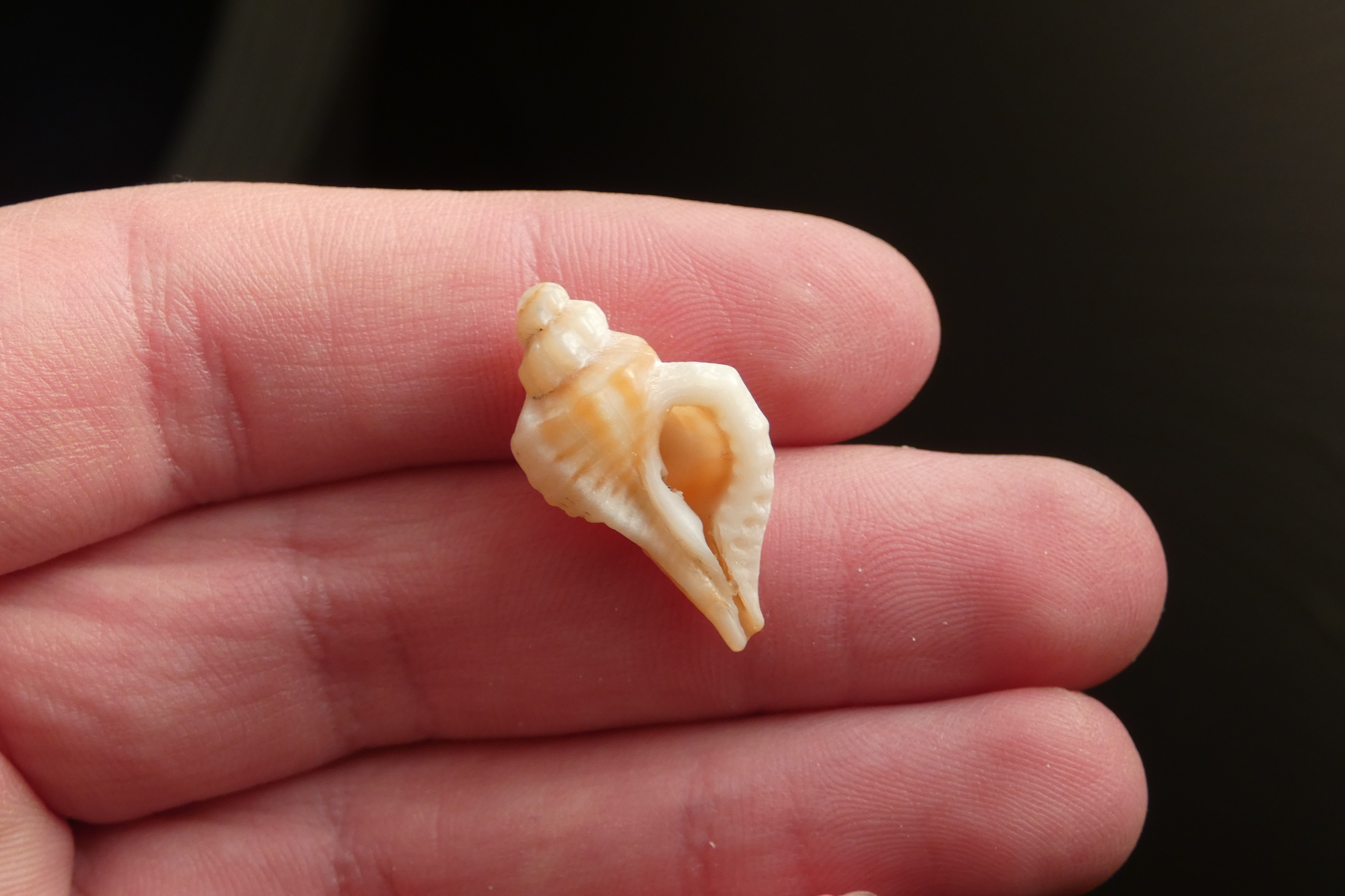 Eupleura caudata (Say, 1822)