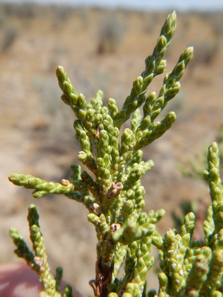 Utah Juniper from southeast of Baker City, Baker County, Oregon, United ...