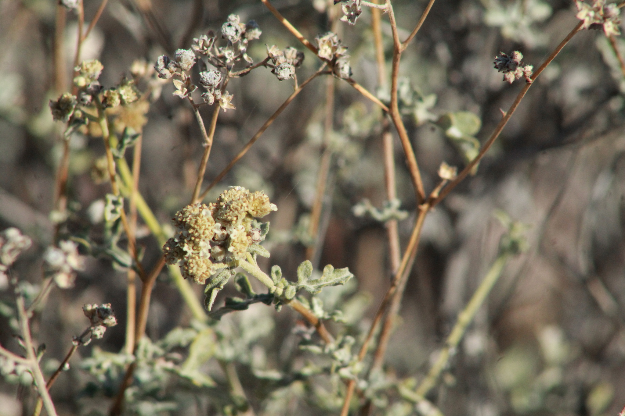 Parthenium incanum Kunth