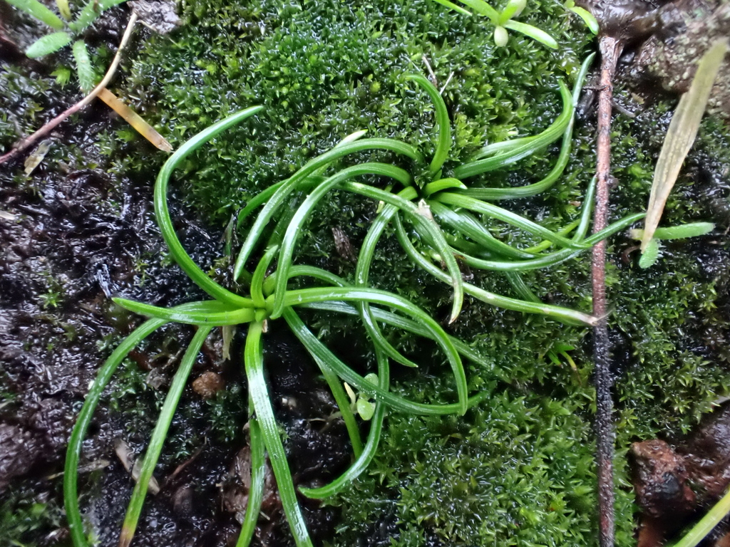 Land Quillwort in December 2021 by laraap · iNaturalist