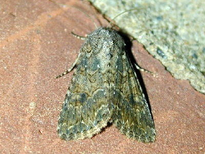 Nutmeg Moth from Floyd Bennet Field, Brooklyn, NY, USA on August 09 ...