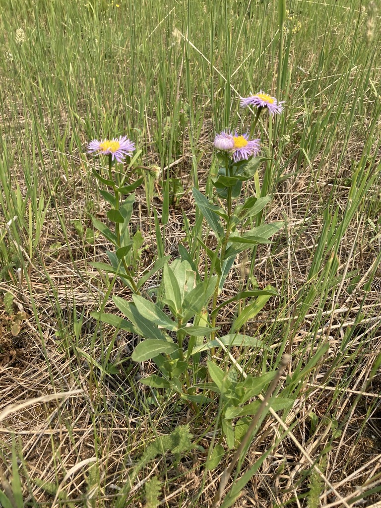 aspen fleabane from Kananaskis, AB T0L, Canada on July 14, 2021 at 01: ...