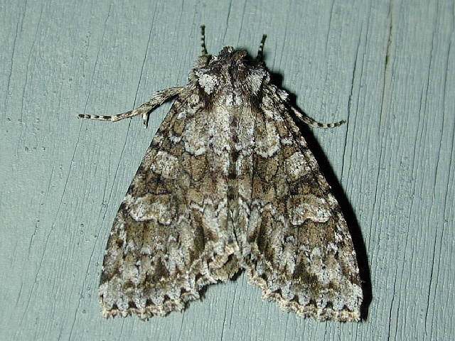 Cloudy Arches Moth from Hubbard Pines, Litchfield, CT, USA on July 12 ...