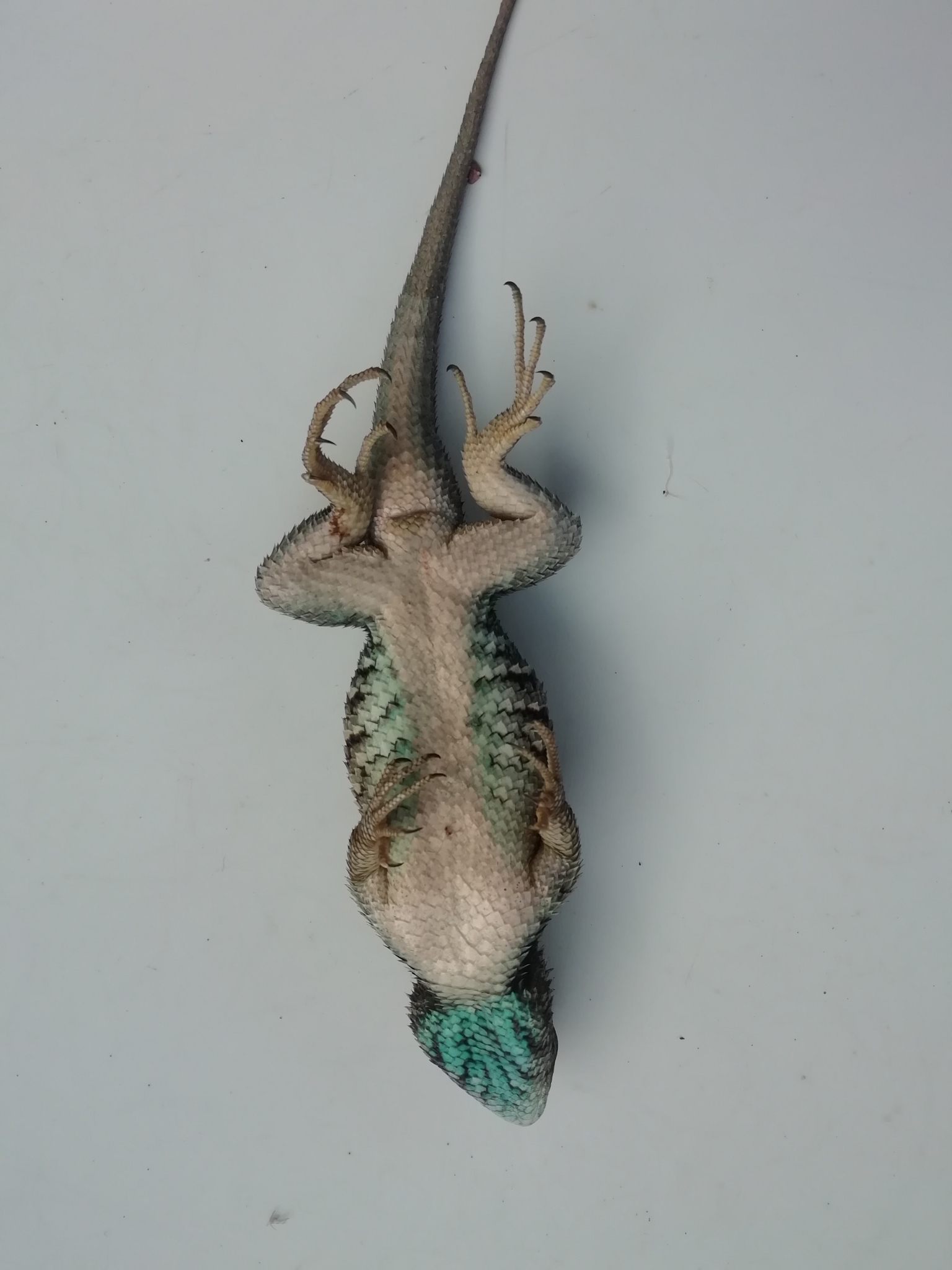 Sceloporus horridus Wiegmann, 1834