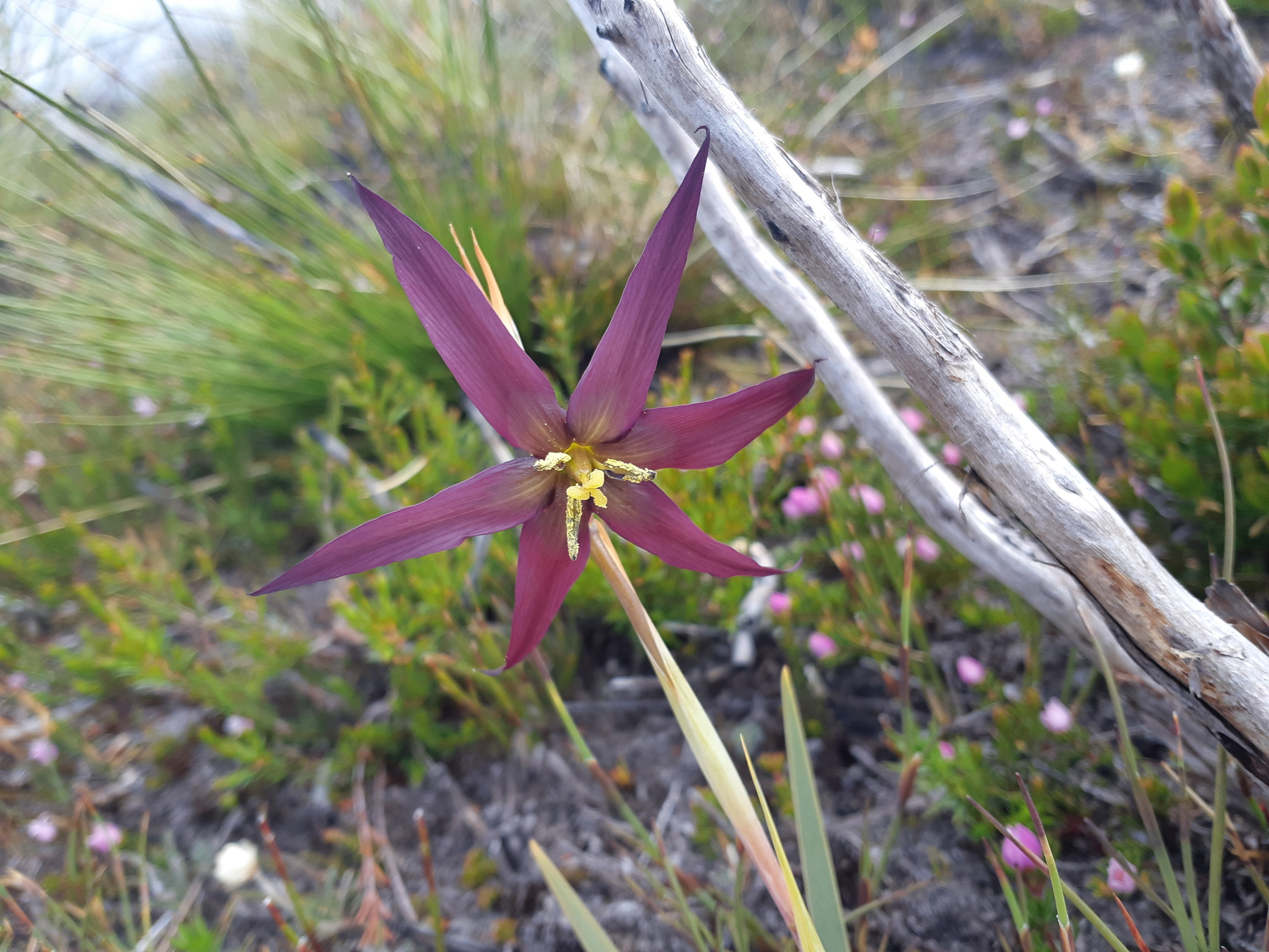 Isophysis tasmanica (Hook.) T.Moore