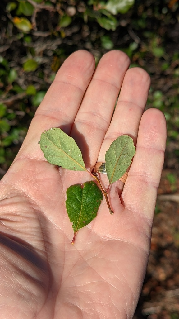 Torrey's Hybrid Oak from Sycamore Valley, San Diego, California, United ...
