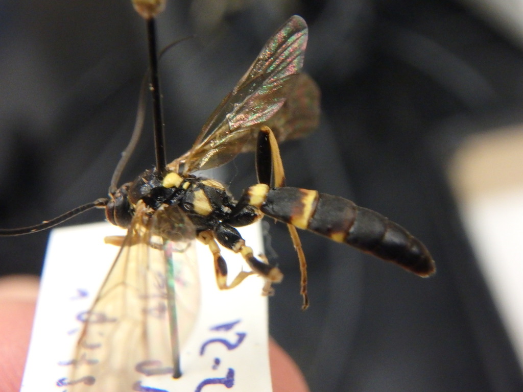 Ichneumonid Wasps from Alger County, MI, USA on July 02, 2021 at 04:28 ...
