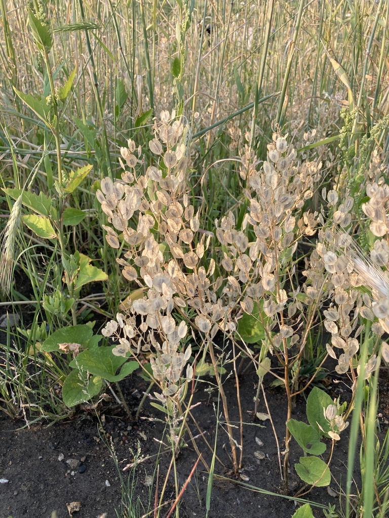 field penny-cress from Southwest Calgary, Calgary, AB, Canada on July ...
