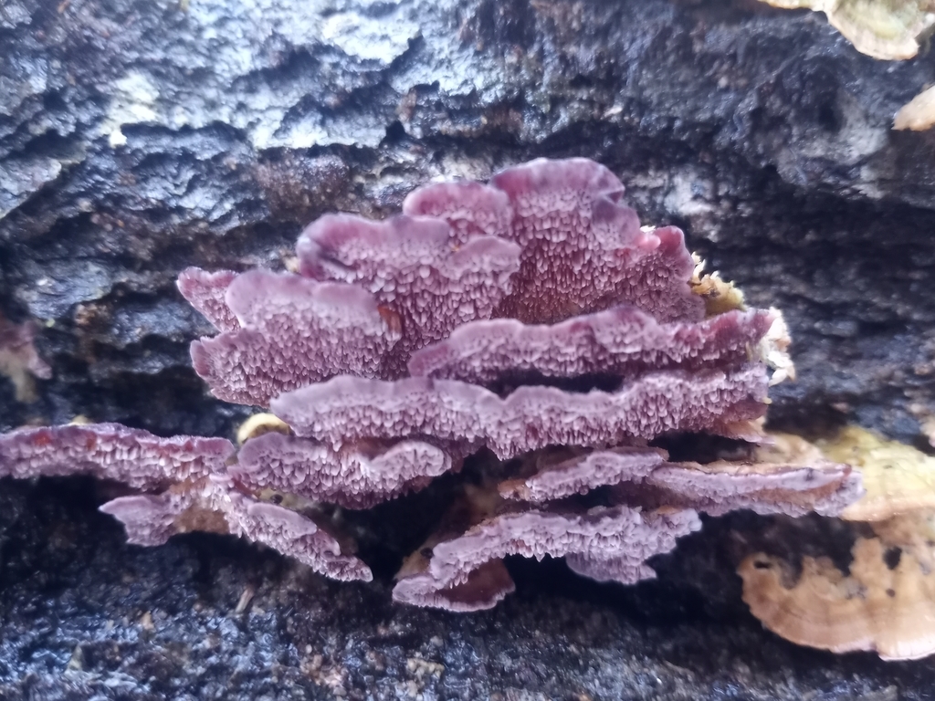violet-toothed polypore from Church Creek, MD 21622, USA on January 06 ...