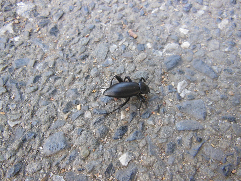 Eleodes acuticauda from Los Gatos Creek Trail, SW of Bascam Ave over ...