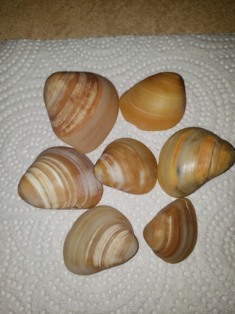 Atlantic Rangia from Matagorda, TX 77457, USA on January 06, 2022 at 05 ...