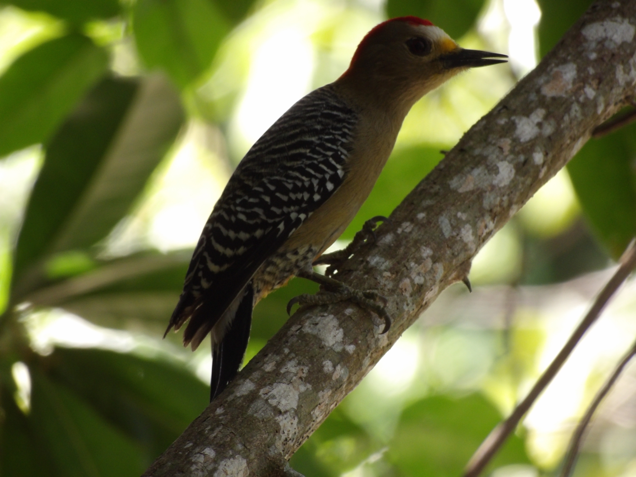 Melanerpes pygmaeus pygmaeus