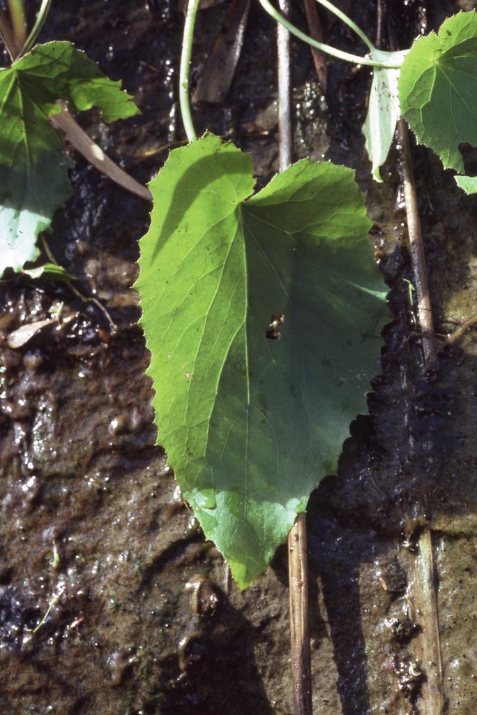Brachyglottis turneri in March 1981 by brucedc. Cliff seepages on Mimi ...