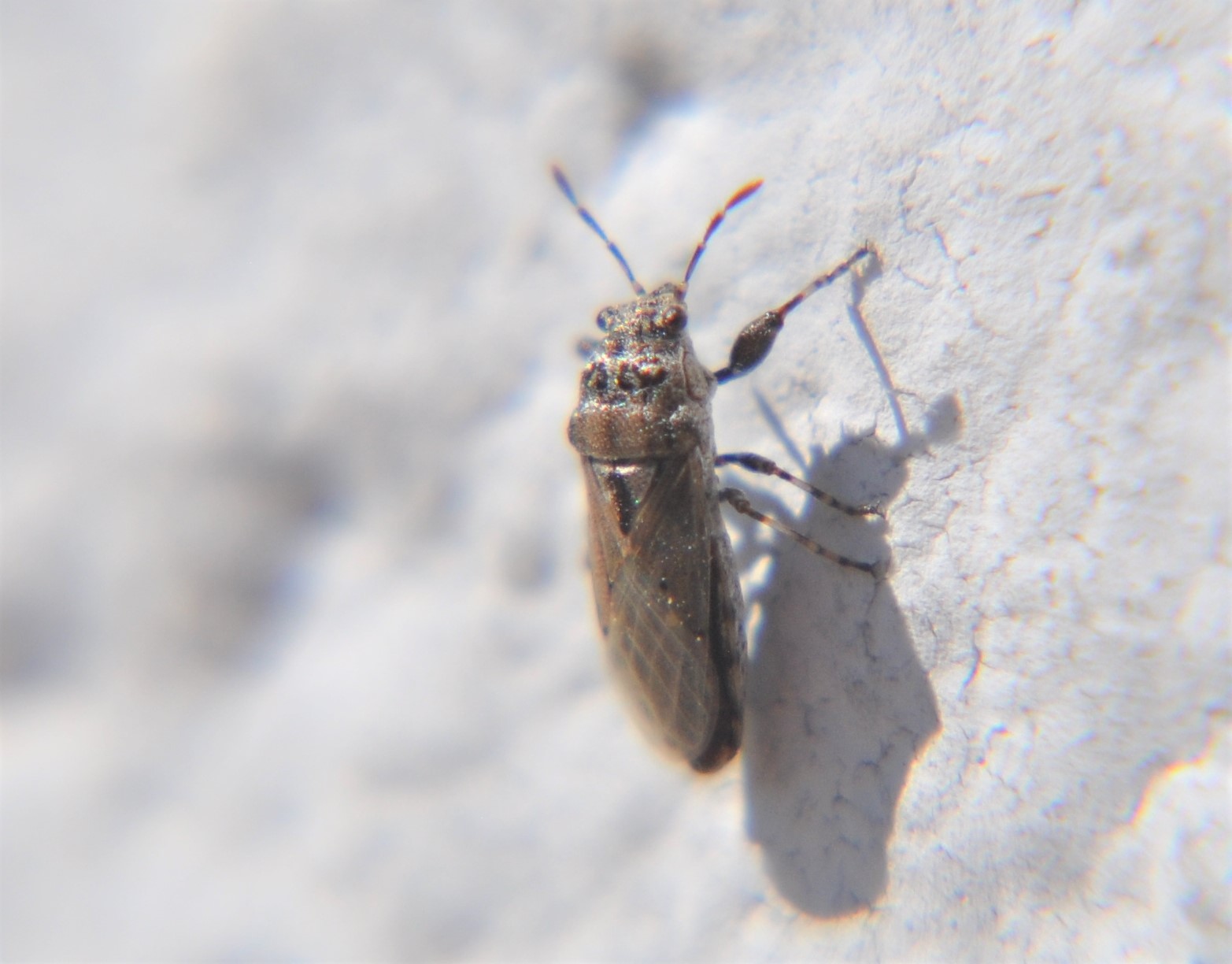 Pachygronthidae