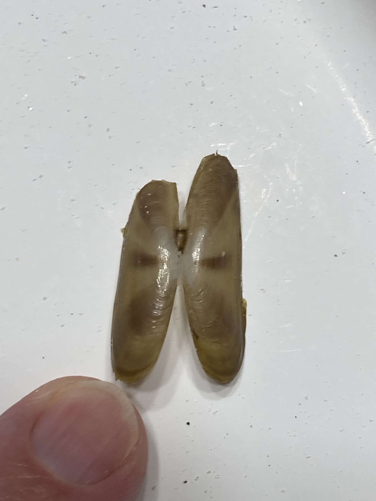 Tagelus divisus (Spengler, 1794)