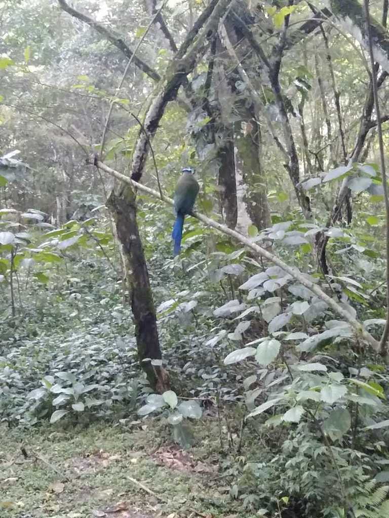 Andean Motmot from Cali, Valle del Cauca, Colombia on January 6, 2022 ...