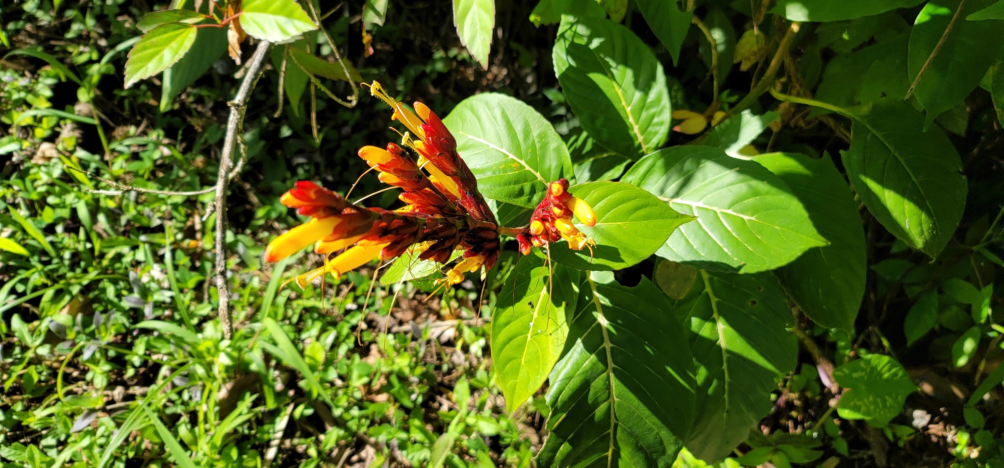 Sanchezia parvibracteata Sprague & Hutch.