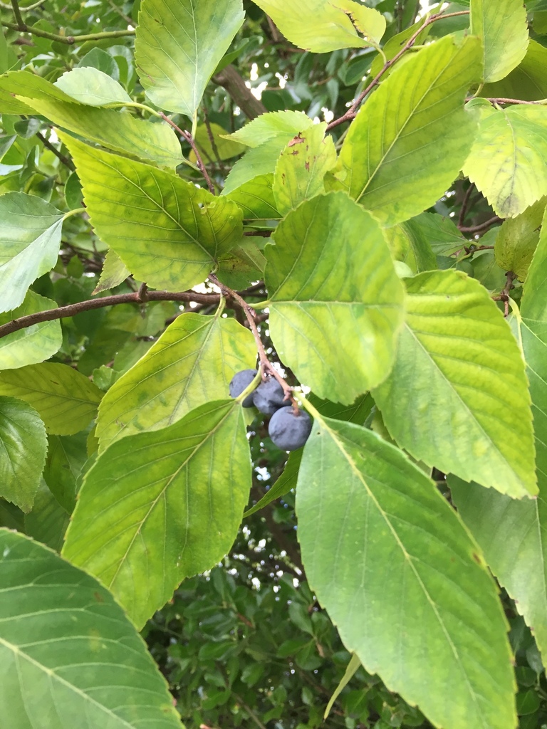Muku Tree from 日本、〒522-0069 滋賀県彦根市馬場 on October 7, 2017 at 04:22 PM by ...
