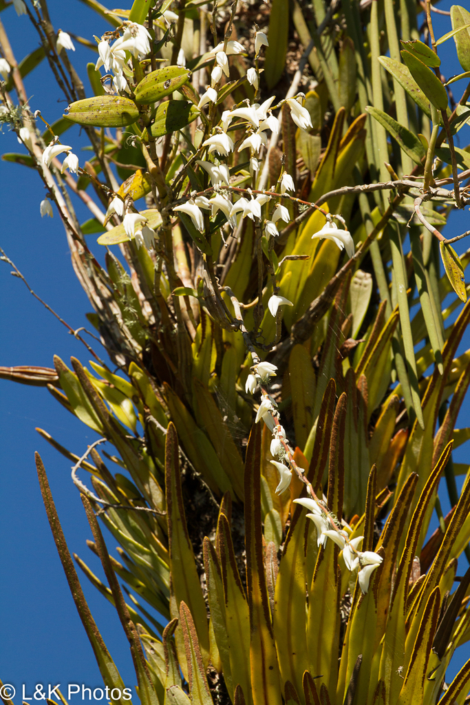 Dove flower in May 2019 by lallen. epiphyte on palm trees long the road ...