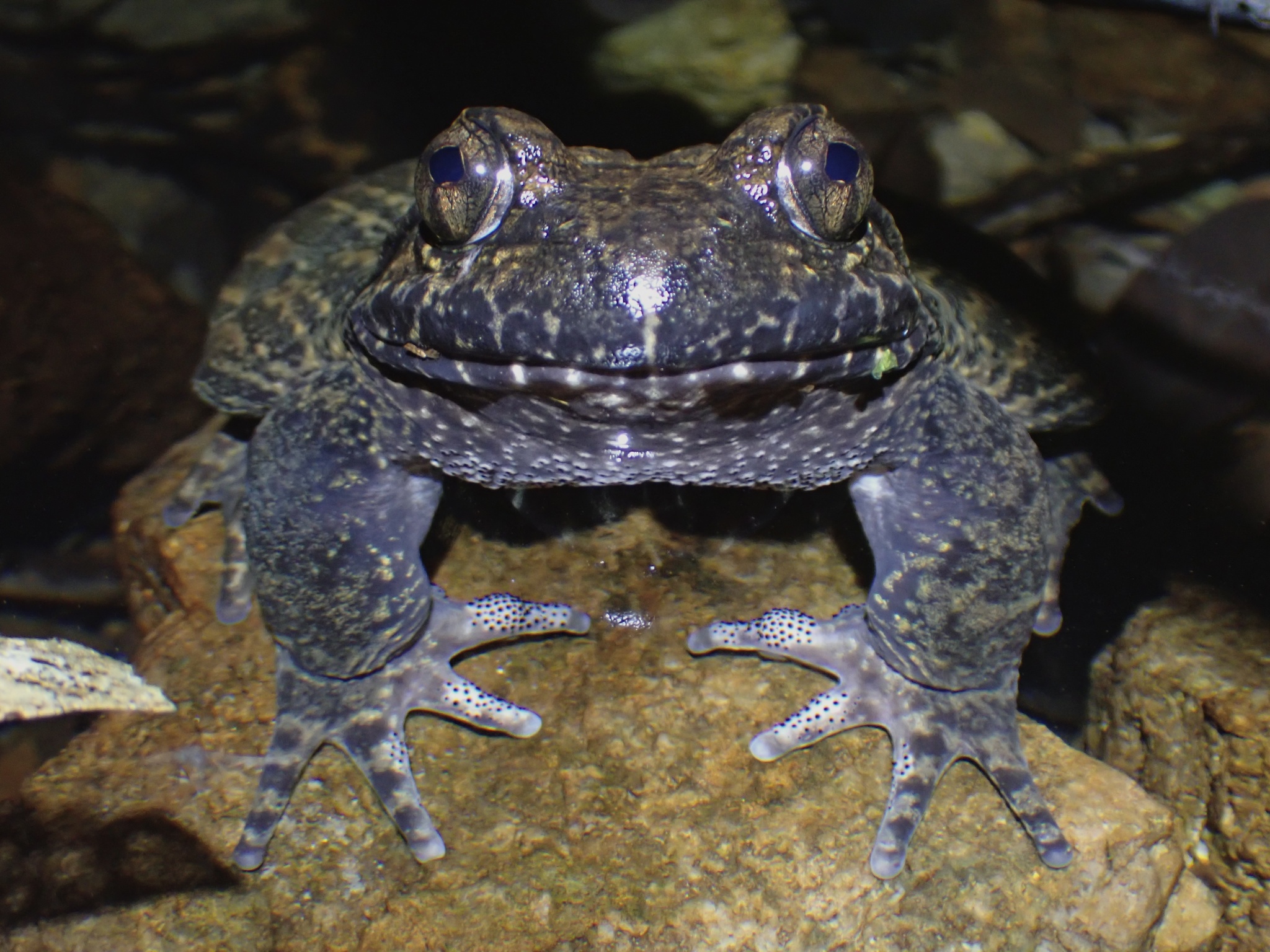 Quasipaa spinosa (David, 1875)