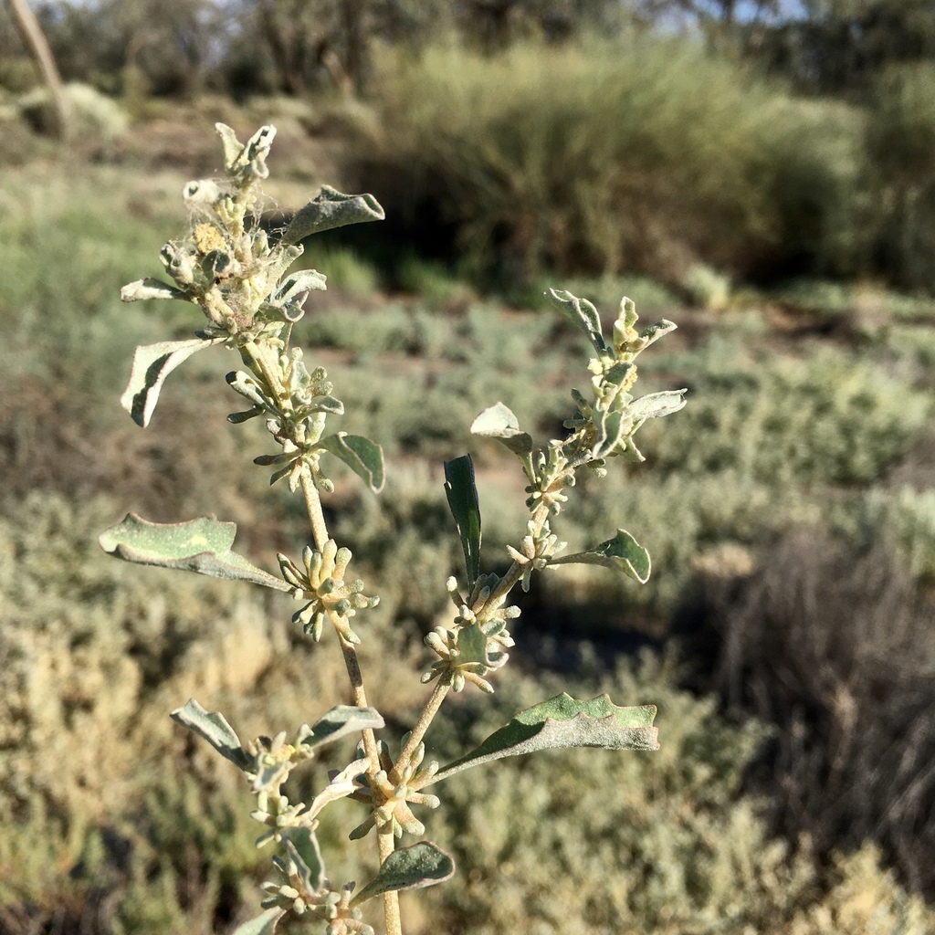 Slender-fruit Saltbush (Atriplex leptocarpa) - Botanical Realm