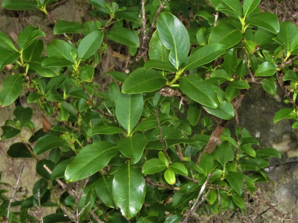 Coprosma macrocarpa minor from Casnell Island, Mahurangi Harbour, North ...