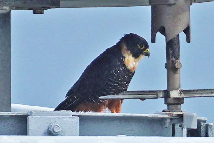 Bat Falcon from Panama on October 5, 2021 at 03:03 PM by Emily ...
